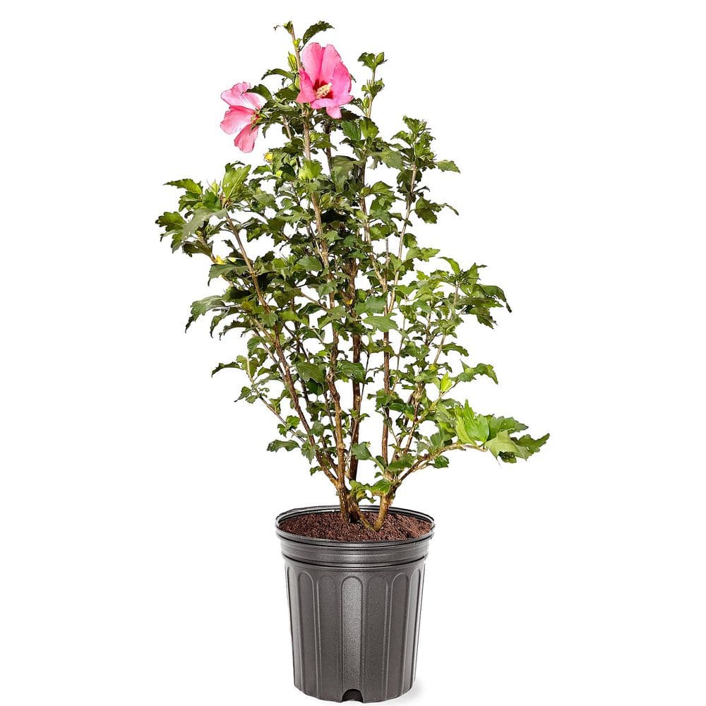 3 Gal. Aphrodite Althea Pink Flowering Shrub ALTAPH03G - The Home Depot