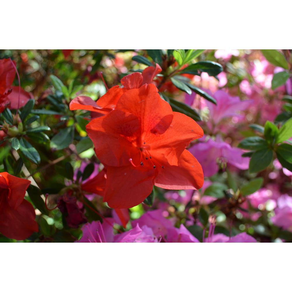 Reviews for Vigoro 2 Gal. Echo Fireside Red Azalea Shrub with Blazing ...