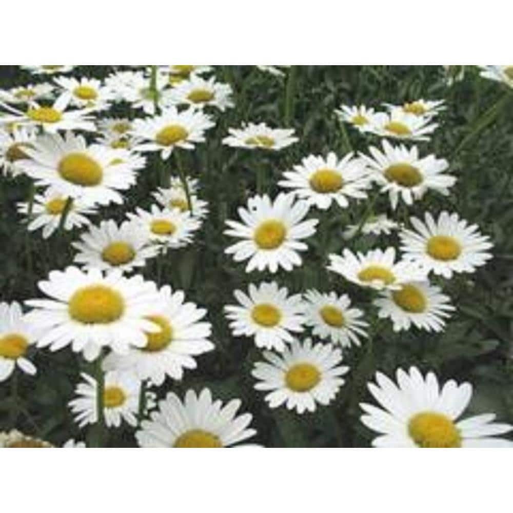 BELL NURSERY 3 Gal. White Daisy May Shasta Daisy (Leucanthemum ...