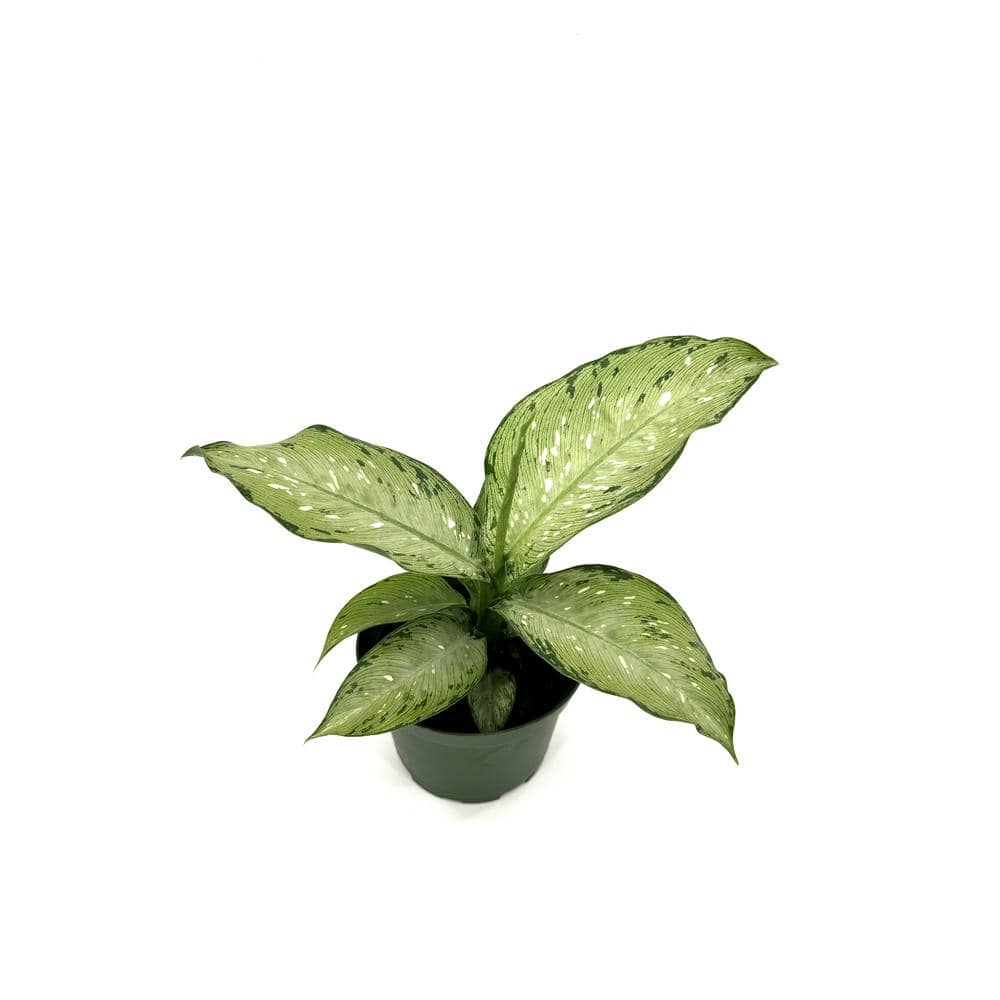 HAMPSHIRE FARMS 6 in. Dieffenbachia Memori Corsi Plant in Grower Pot ...