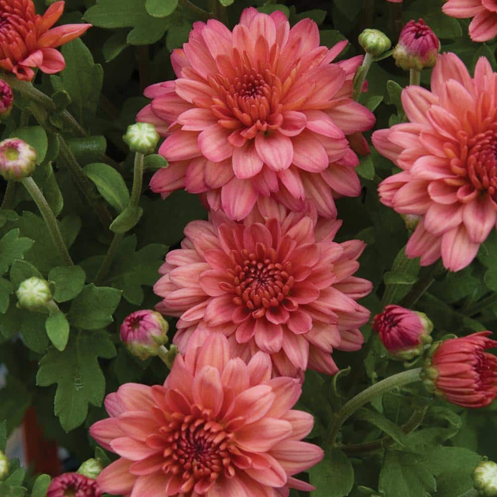 6.5 in. Pink Garden Mum Plant 1006335814 - The Home Depot
