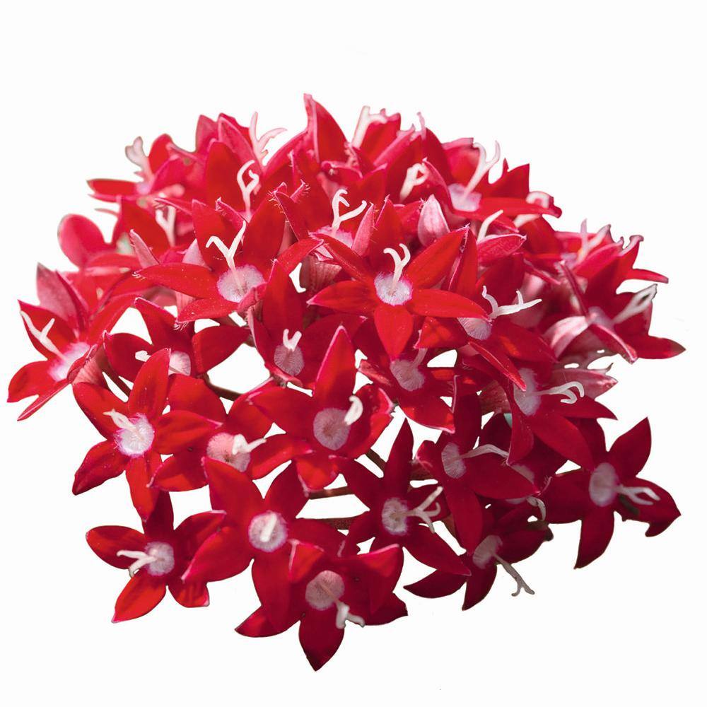 Costa Farms Bright Red Penta Outdoor Flowers in 1 Qt. Grower Pot, Avg ...