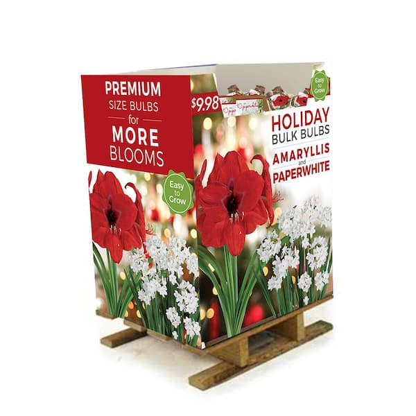 Garden State Bulb Bulk Amaryllis and Paperwhite Dump Bin (99-Count ...
