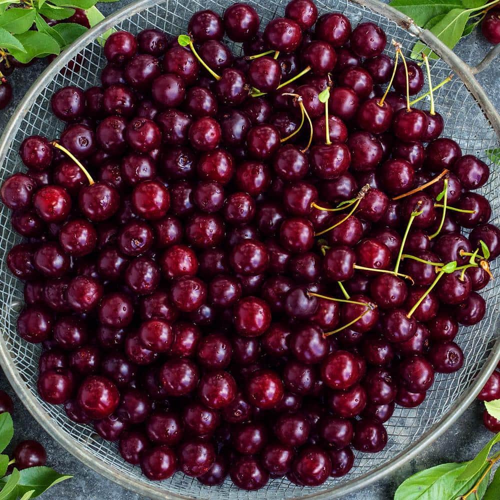 DIRECT GARDENING 1 Gal. Pot, Juliet Dwarf Bush Cherry Fruit Bearing ...
