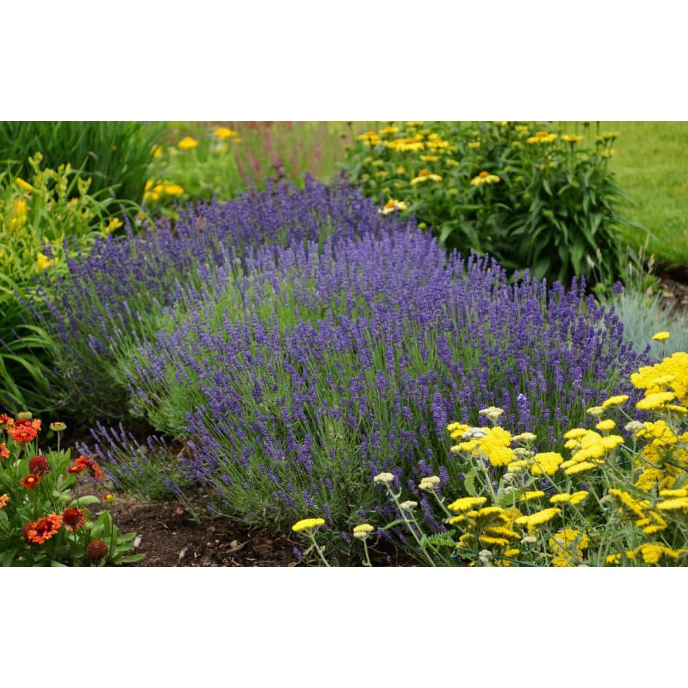 BELL NURSERY 3 Gal. Hidcote Blue English Lavender (Lavandula ...