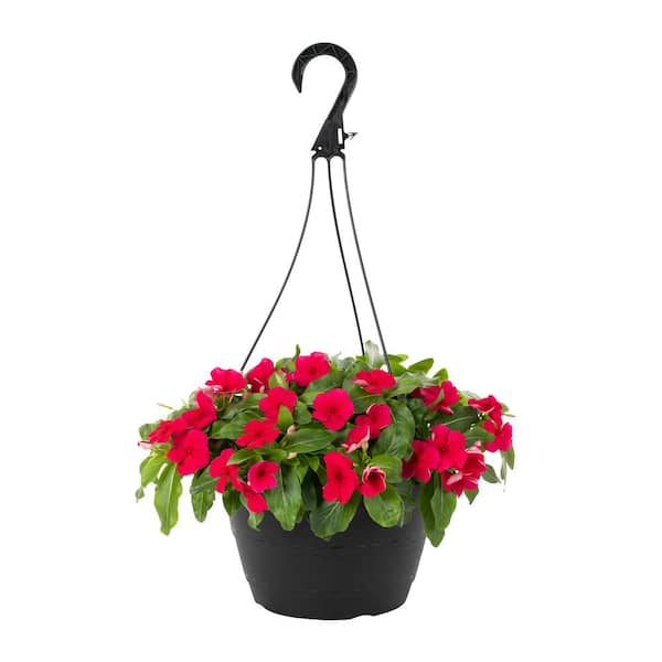 Vinca Hanging Vines