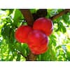 Online Orchards Independence Nectarine Tree (Bare-Root, 3 ft. to 4 ft ...
