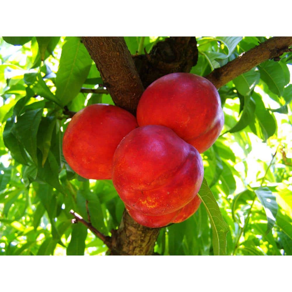 Online Orchards Independence Nectarine Tree (Bare-Root, 3 ft. to 4 ft ...