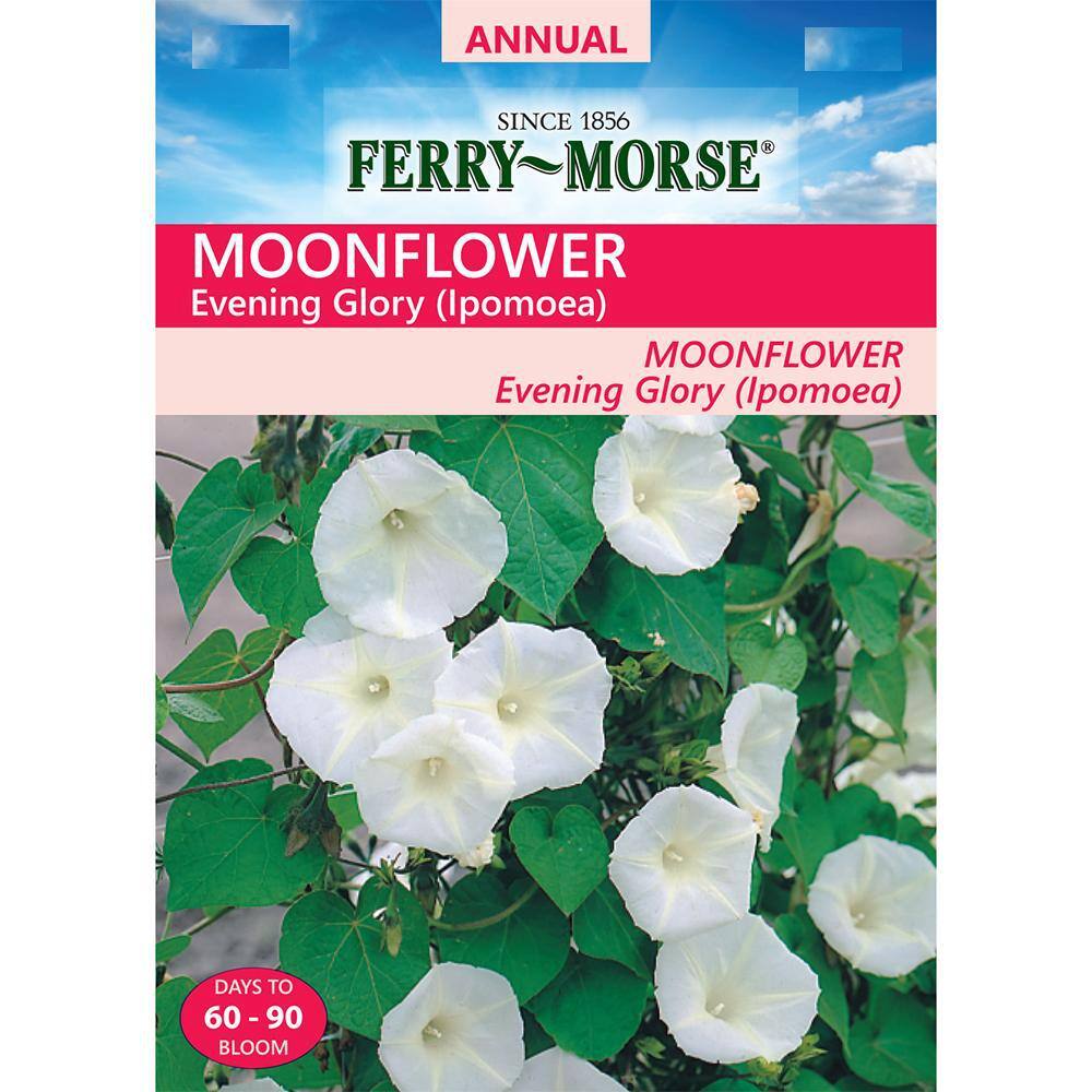 Ferry-Morse Moonflower White Flower Seed 6071 - The Home Depot