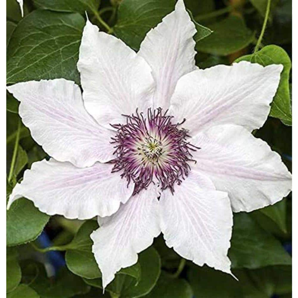 Wekiva Foliage Clematis Snow Queen-5 Live Plants in 4 in. Growers Pots ...
