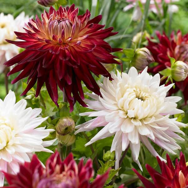 VAN ZYVERDEN Dahlias Kiev Island Blend Bulbs (Set of 5) 84145 - The ...