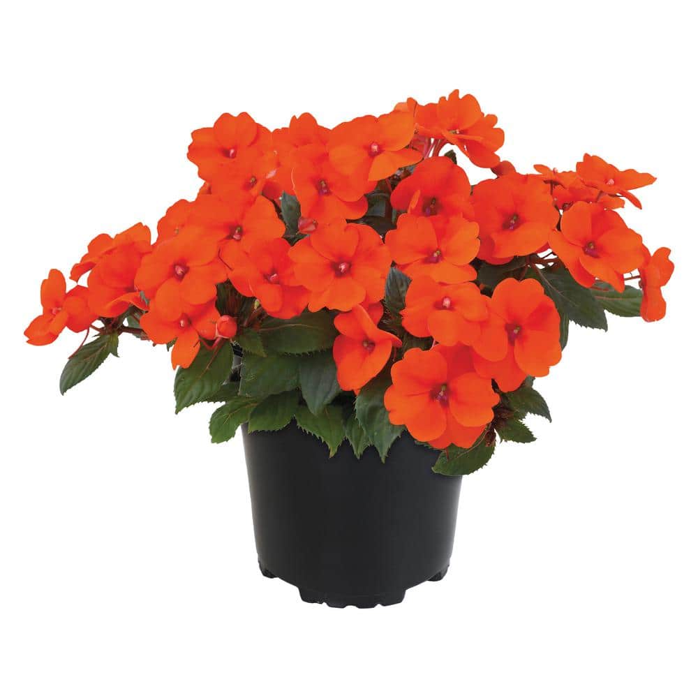 SunPatiens 1 Gal. Orange SunPatiens Impatiens Outdoor Annual Plant with ...
