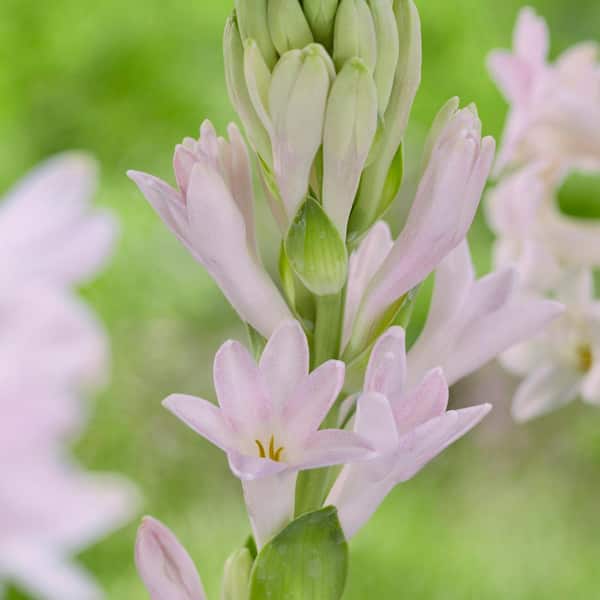 VAN ZYVERDEN Tuberoses Single Blooming Pink Bulbs (Set of 3) 833601 ...