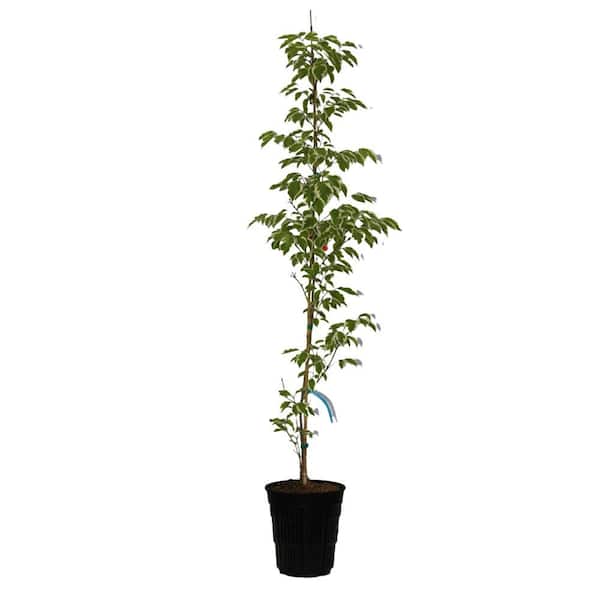 2 gal. Summer Gold Deciduous Dogwood Tree with White Flowers DOGKSU02GH ...