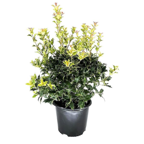 Proven Winners 4.5 in. Quartz Paisley Pup Doghobble (Leucothoe ...