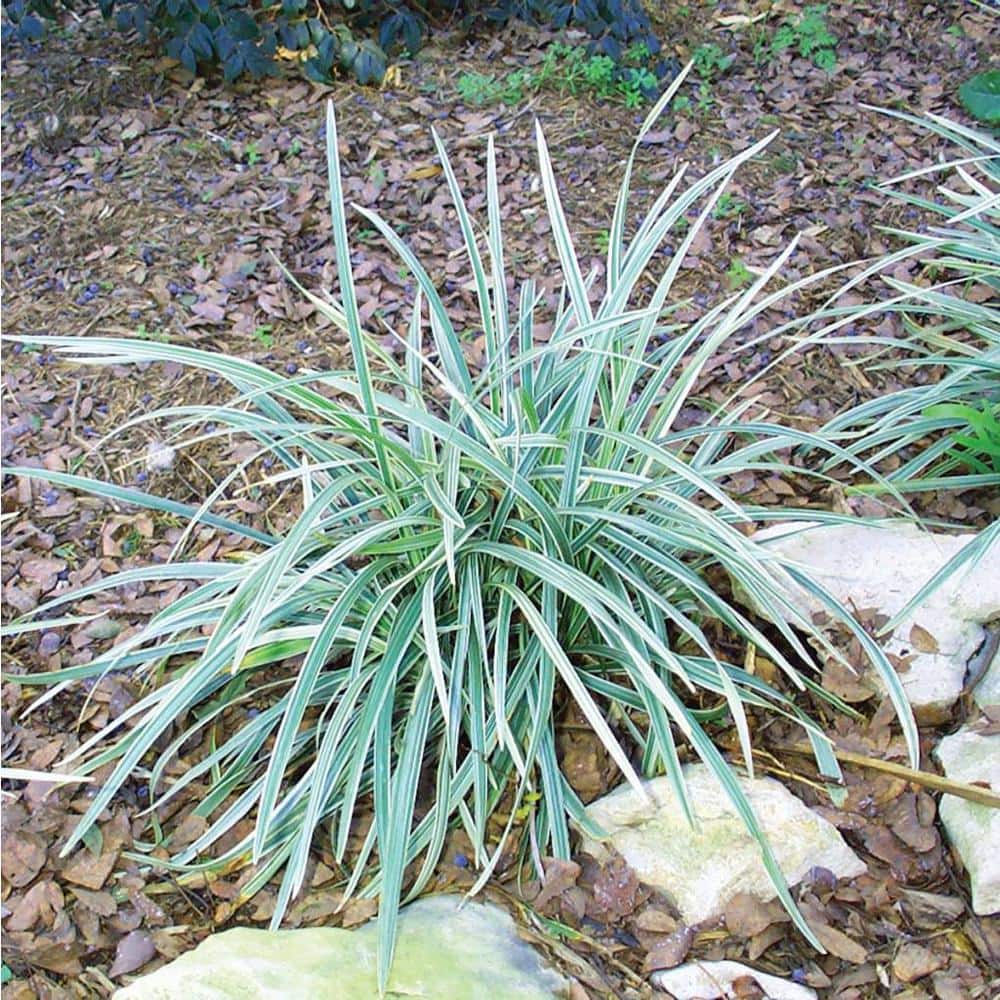 Vigoro 1 Gal. Vigoro Variegata Blue Lilyturf Perennial Plant 1000034776 ...