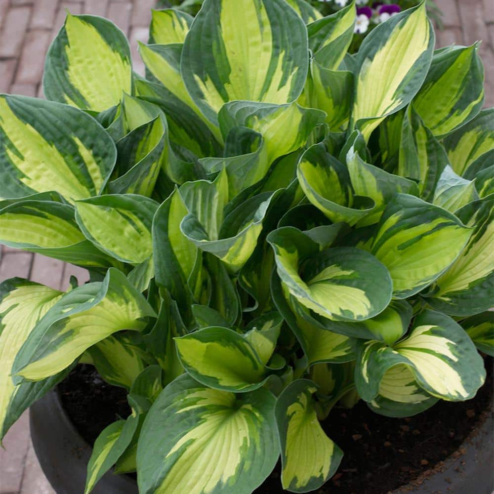 VAN ZYVERDEN Hosta Whirlwind (Set of 3 Roots) 83789 - The Home Depot