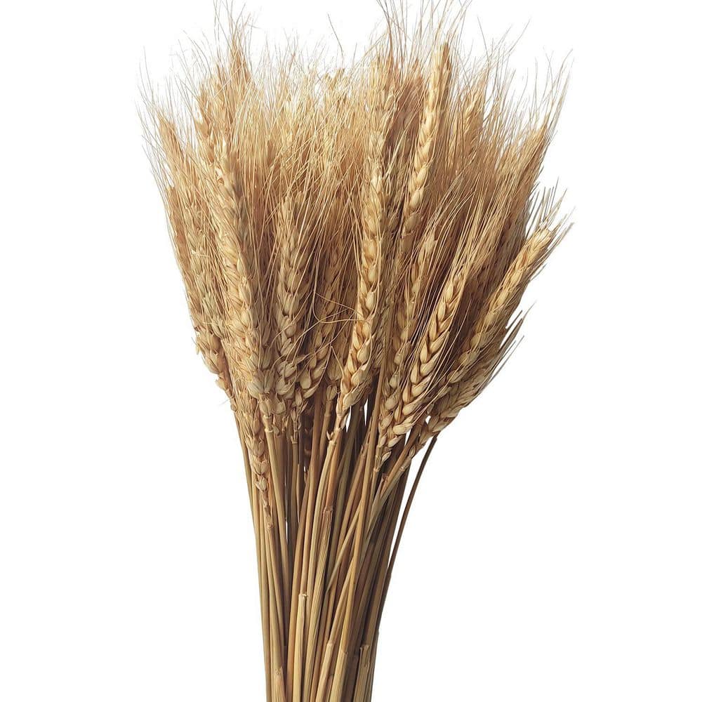 200 Piece Natural Wheat Stalks Artificial Plant Beige Dried Wheat for ...