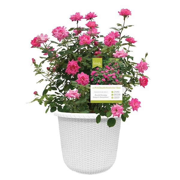 KNOCK OUT 2 Gal. Red The Double Knock Out Rose Bush with Red Flowers in ...