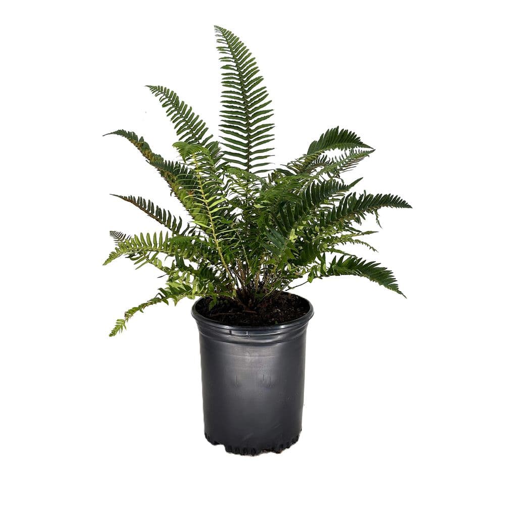 3.58 Gallon Western Sword Fern (Polystichum munitum) Native Perennial ...