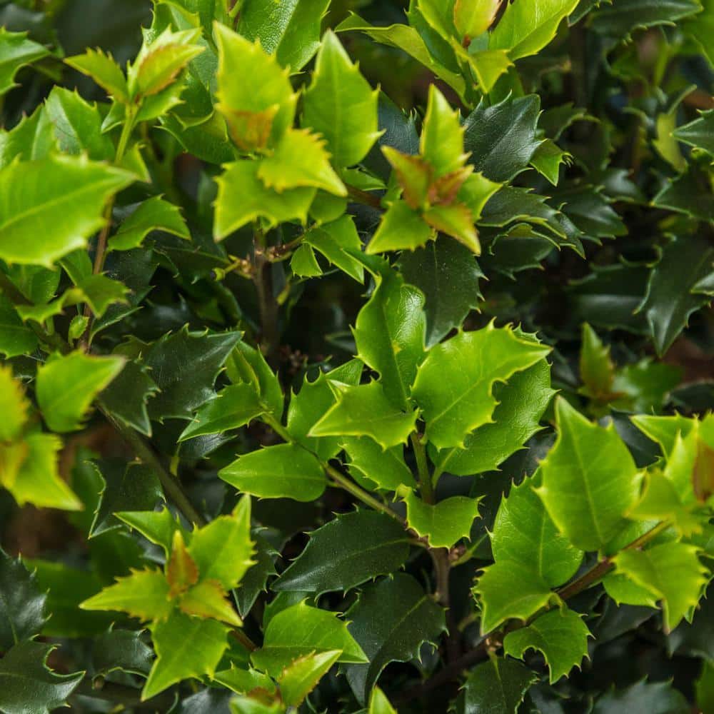 DIRECT GARDENING 1 Gal. Pot, Blue Prince Holly Potted Broadleaf ...
