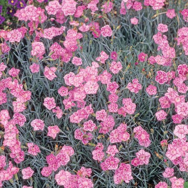 #1 Starburst White and Pink Dianthus Plant 61380 - The Home Depot
