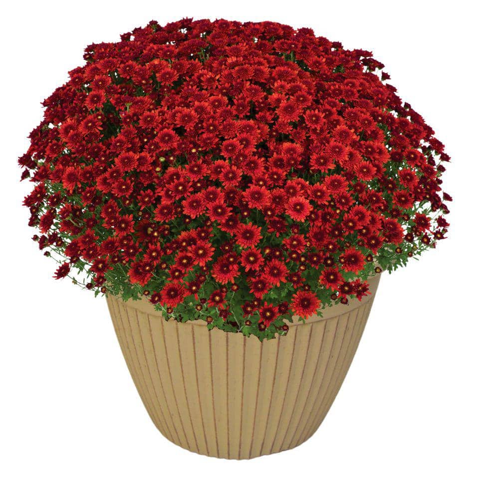 MASTERPIECE FLOWER COMPANY 2.1 Gal. Red Mum In Decorative Planter Plant ...