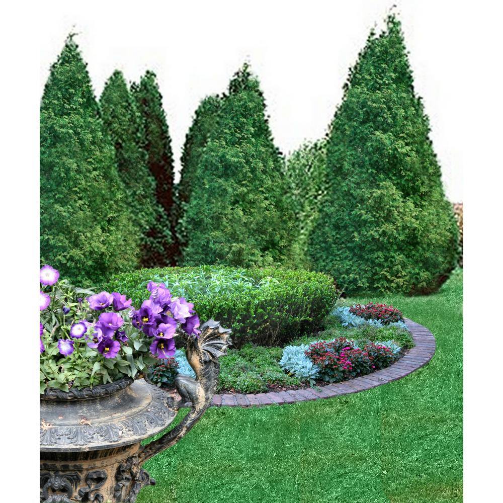 national PLANT NETWORK 2.5 in. Arborvitae Giant Shrub Green (6-Pack ...