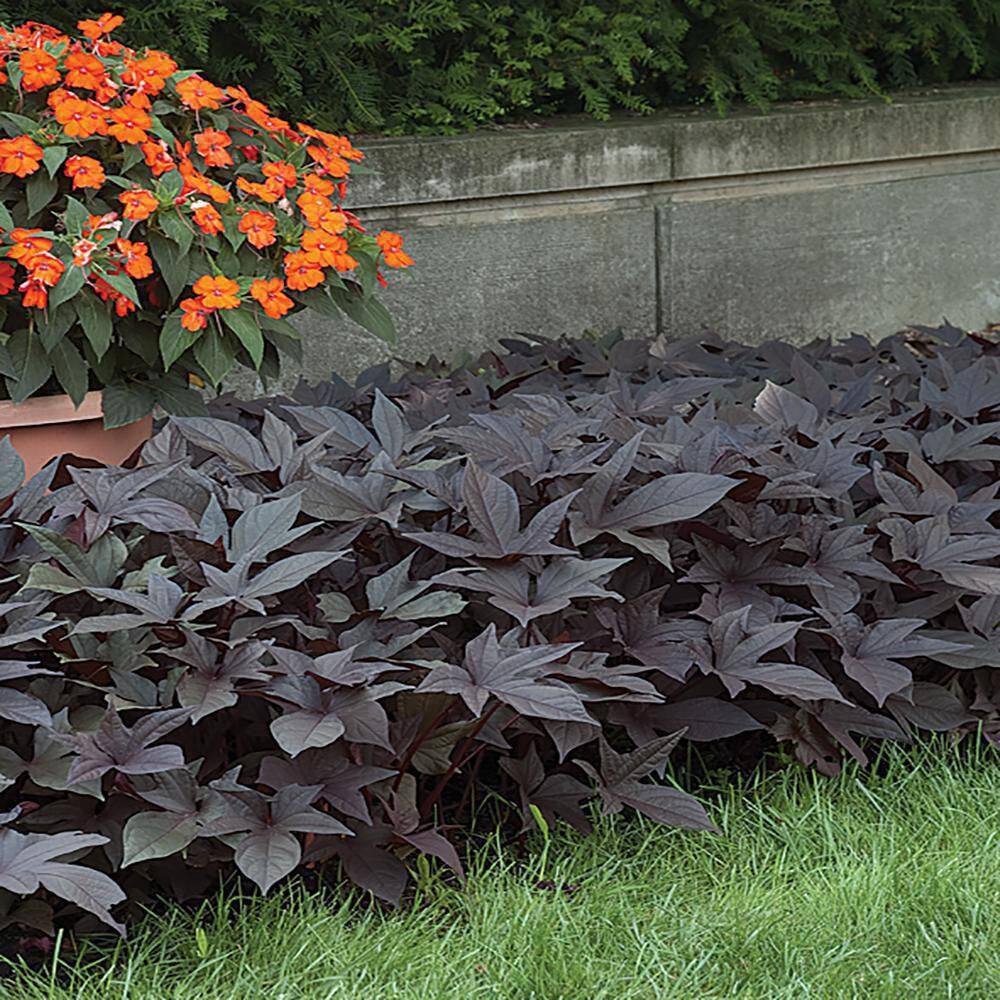 Vigoro #11 (1.8G) Select HB Ipomoea Plant with Black Flowers 1004884341 ...