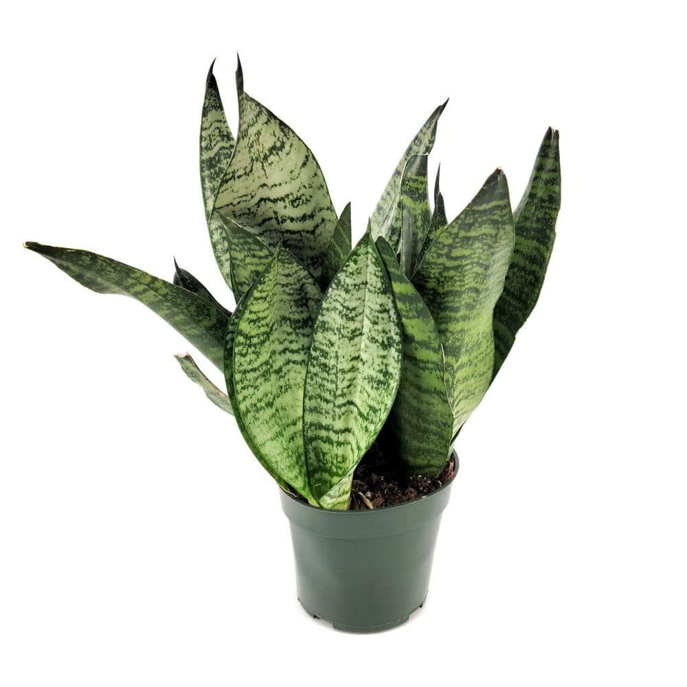 national PLANT NETWORK 4 in. Sansevieria Zeylanica Superba Plant in ...