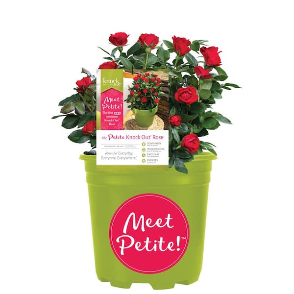 KNOCK OUT 2 Gal. Red Urban Legend Rose Bush in Grower pot 1005933830 ...