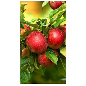 7 Gal. Liberty Apple Tree APPLIB07G - The Home Depot