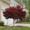 Online Orchards 2 Gal. Bloodgood Japanese Maple Tree - Cold Hardy ...