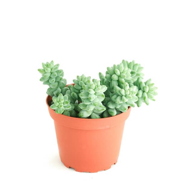 Shop Succulents Burro's Tail Hanging Succulent, Sedum Morganianum ...