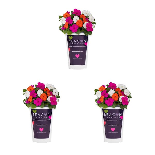 METROLINA GREENHOUSES 2 qt. Beacon Impatiens Multicolor Mix Annual ...