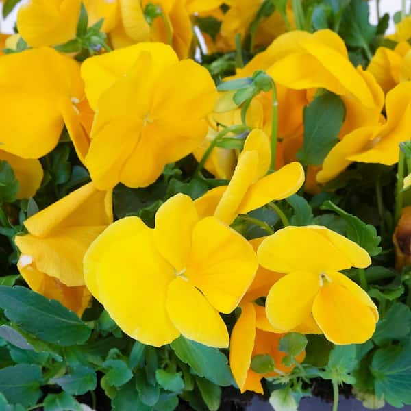 n/a Pansy Matrix Yellow Plant (6-Pack) 1004808672 - The Home Depot