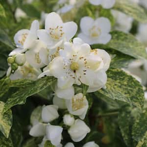 Proven Winners 4.5 in. Quartz Paisley Pup Doghobble (Leucothoe ...