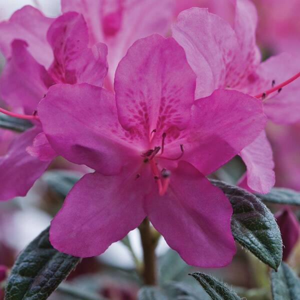 Have a question about ENCORE AZALEA 2 Gal. Autumn Amethyst Shrub with ...