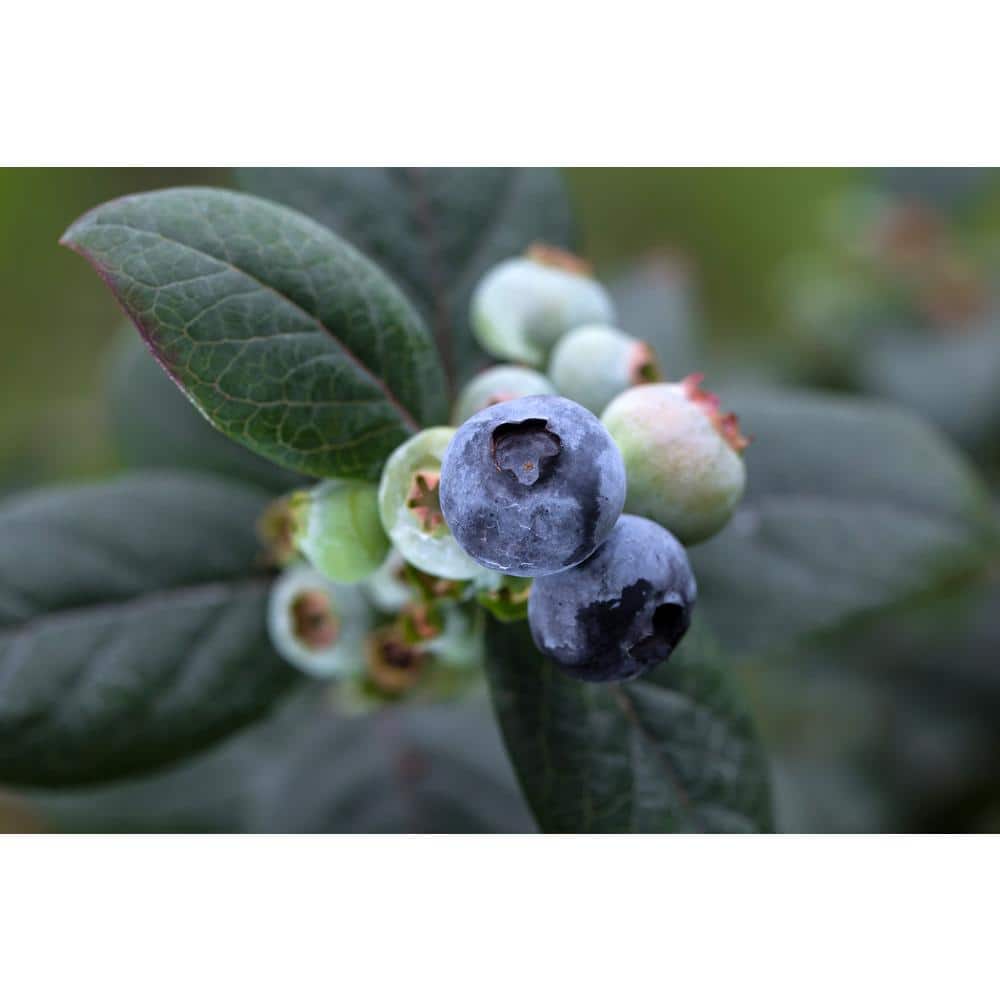 BUSHEL AND BERRY 2 Gal. Bushel and Berry Blueberry Live Plant #2 ...