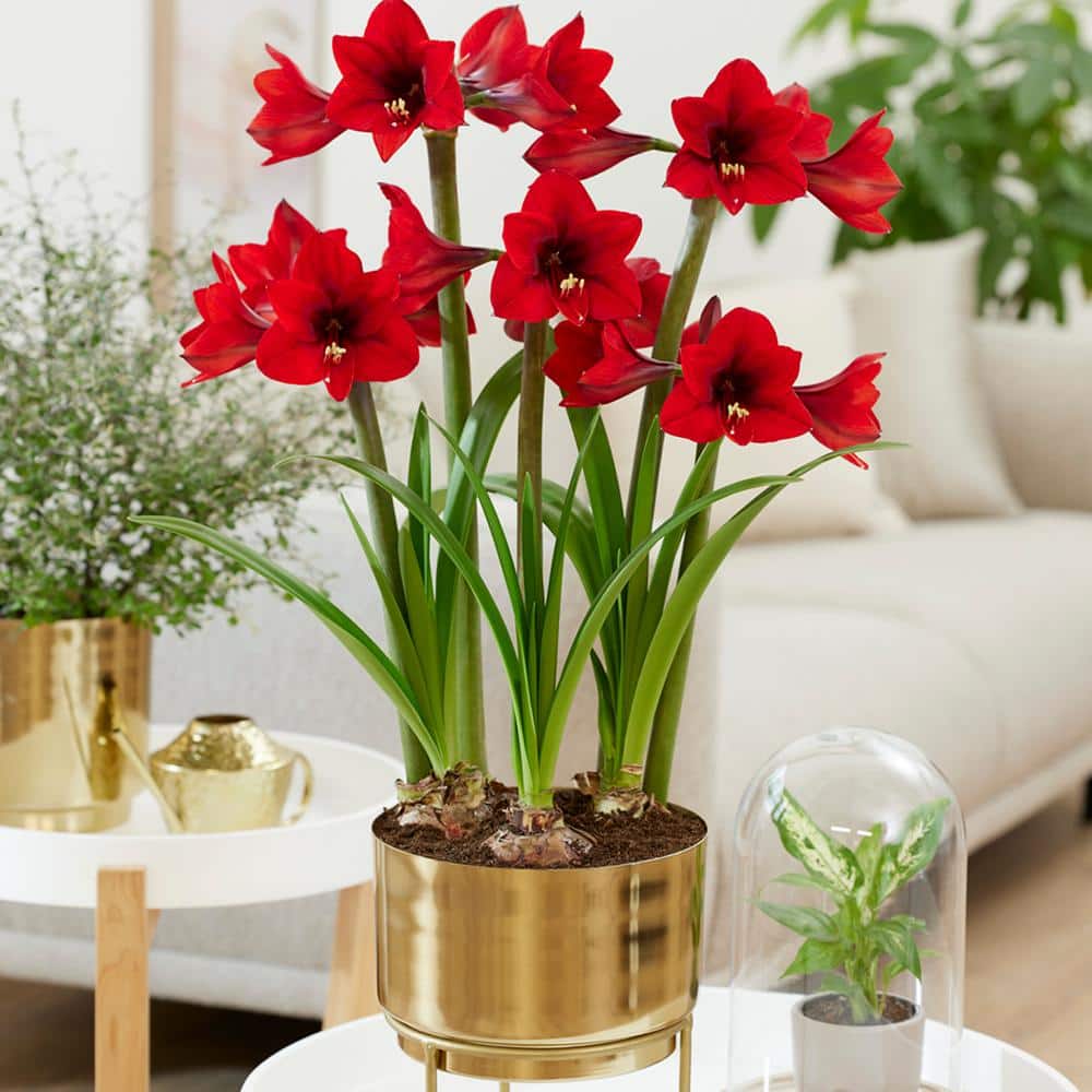 VAN ZYVERDEN Holiday Pre-Planted Amaryllis Rapido with 5 in. Iron Faux ...