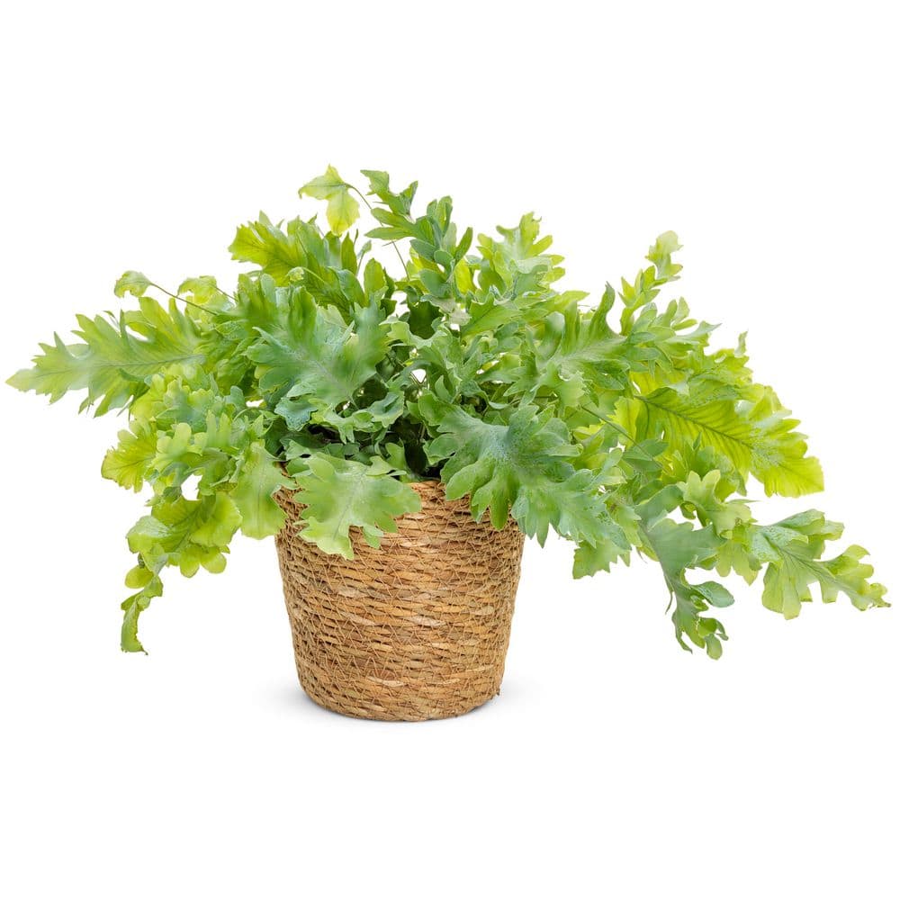Reviews for LEAFJOY Phlebodium Fern living lace Davana Indoor Plant in ...