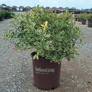 Cleyera - Bushes - Outdoor Plants - The Home Depot