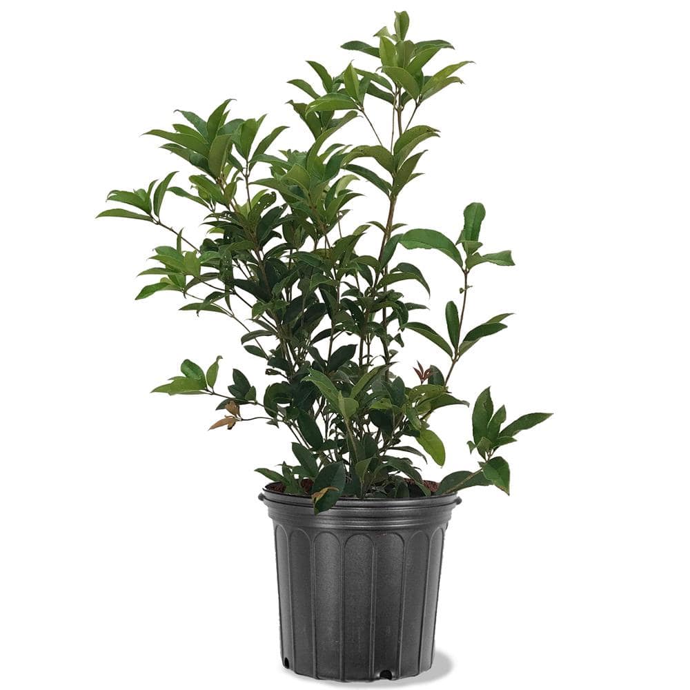 3 Gal. White Flowering Tea Olive Fragrant Evergreen Shrub TEAOLI03G ...