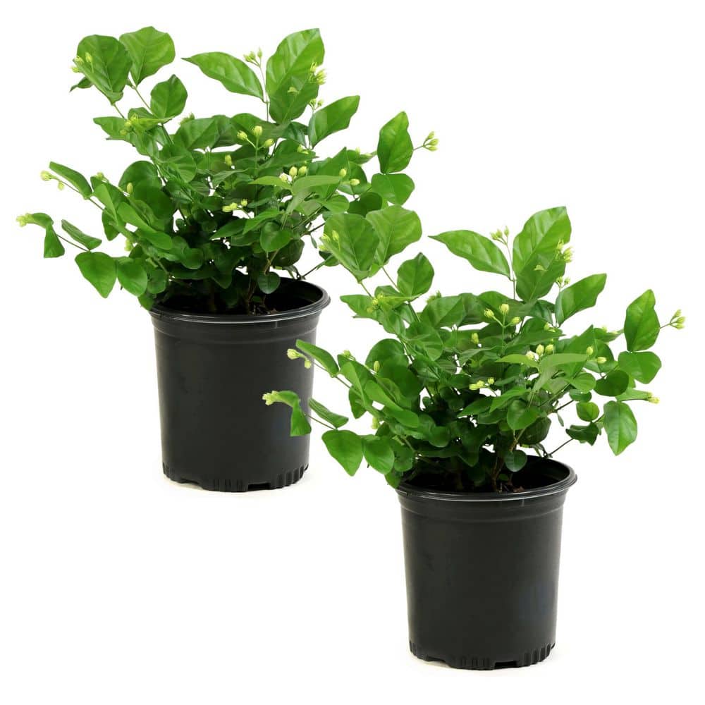 national PLANT NETWORK 1 gal. Jasmine Sambac Arabian Plant (2-Pack ...