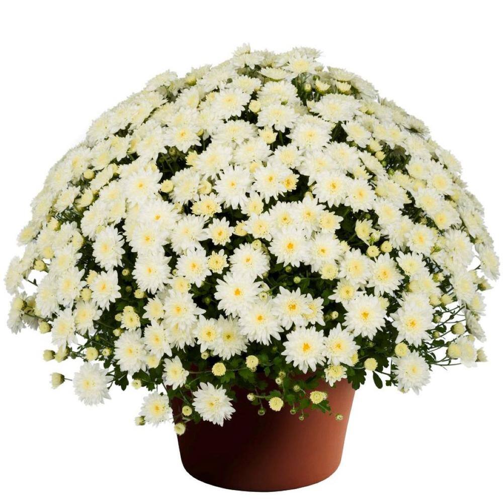 Pure Beauty Farms 8 in. Pot Winchester Mum White Shades Plant (1-Plant ...
