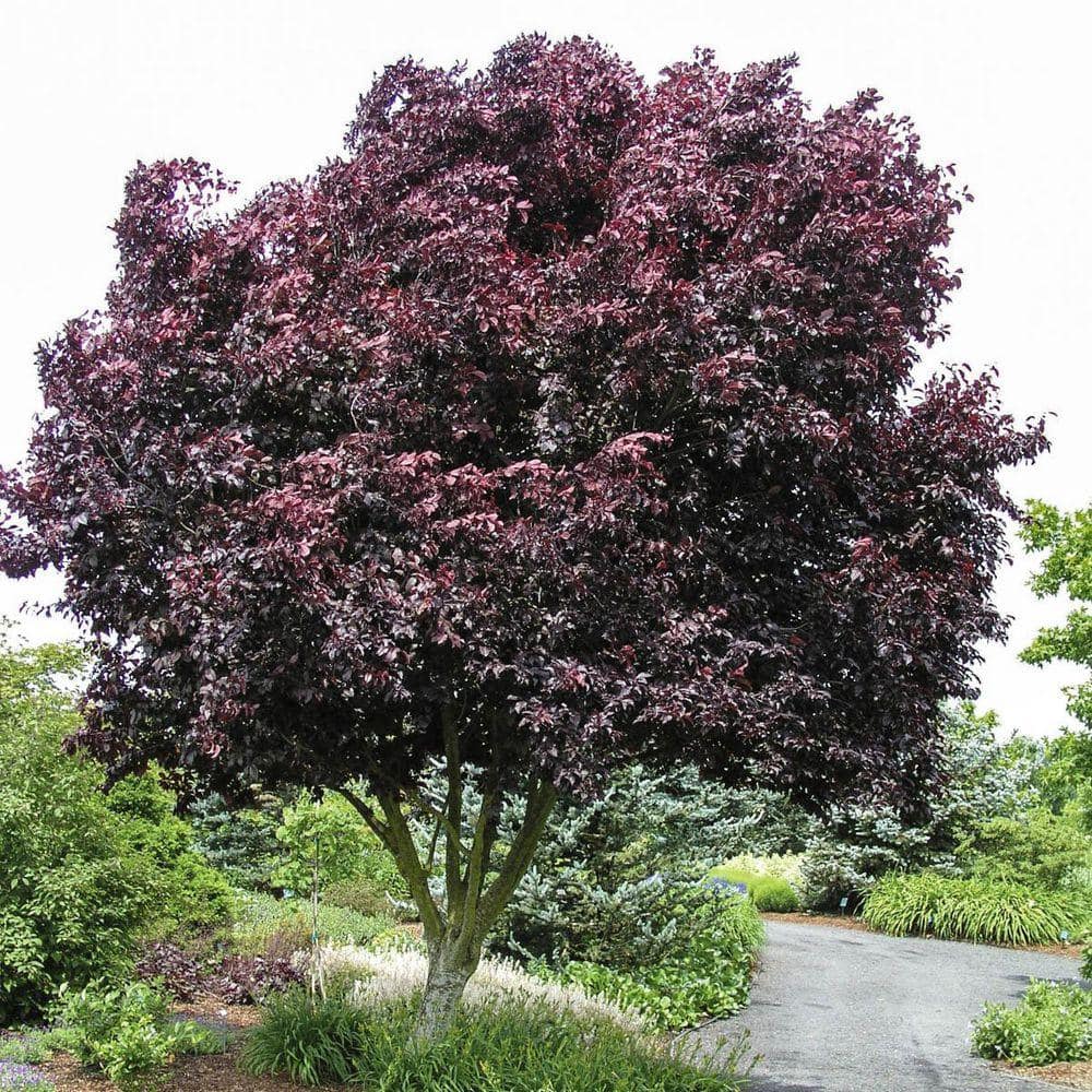 DIRECT GARDENING Thundercloud Pink Flowering Plum Dormant Bare Root ...