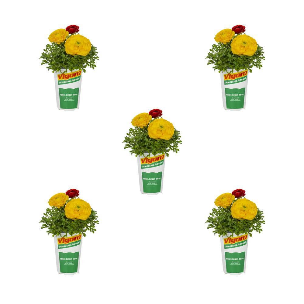 Vigoro 1.5 Pt. Vigoro Ranunculus Persian Buttercup Red and Yellow Mache ...