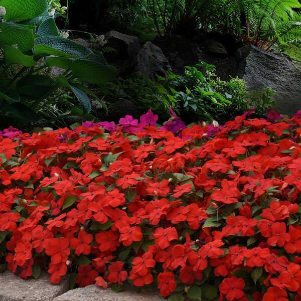Red Impatiens Flower