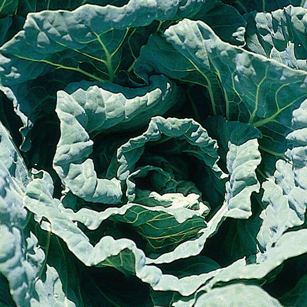 Bonnie Plants 1.19 qt. Morris Heading Collards Greens Plant (6-Pack ...