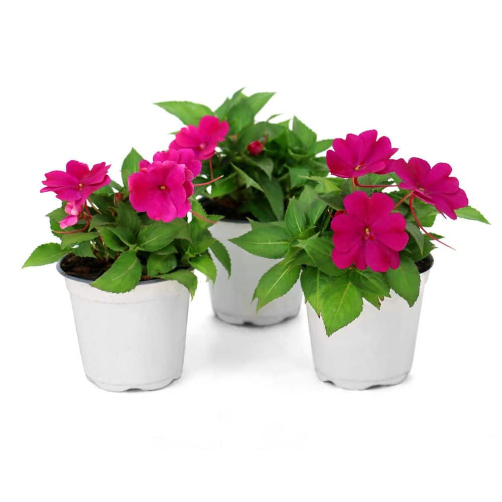 SunPatiens 4 in. SunPatiens Compact Best Friends Mix Plant (32-Pack ...